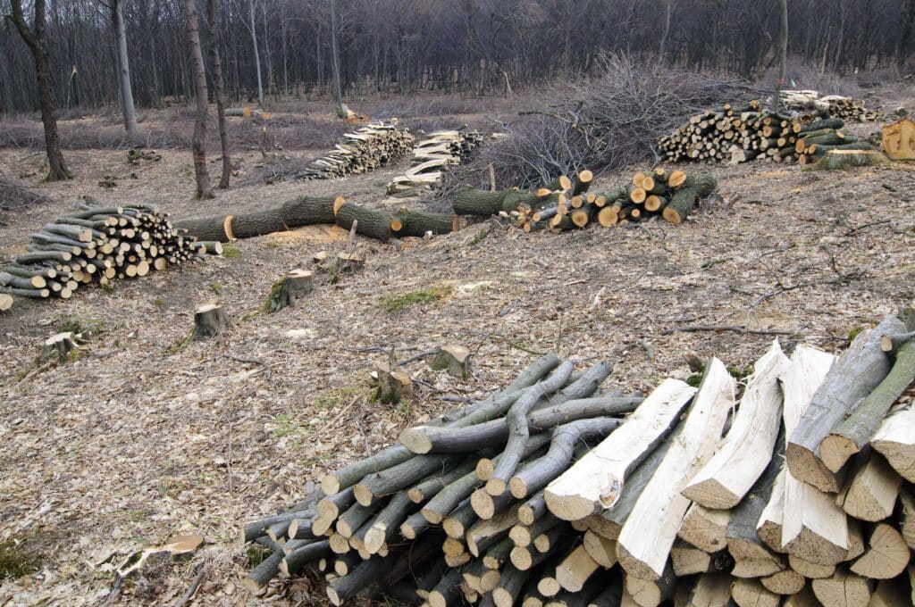 5 Questions You Should Ask Before Hiring a Land Clearing Company ...